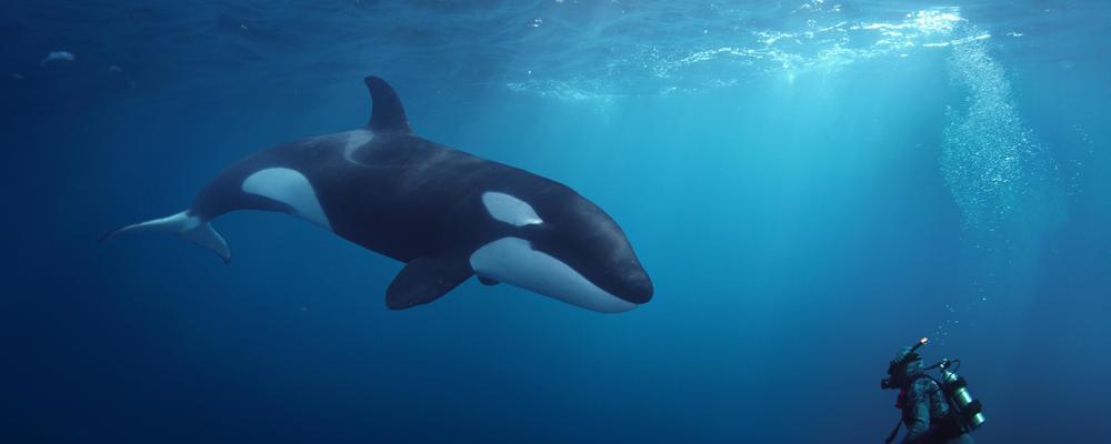 Genres » TVF International